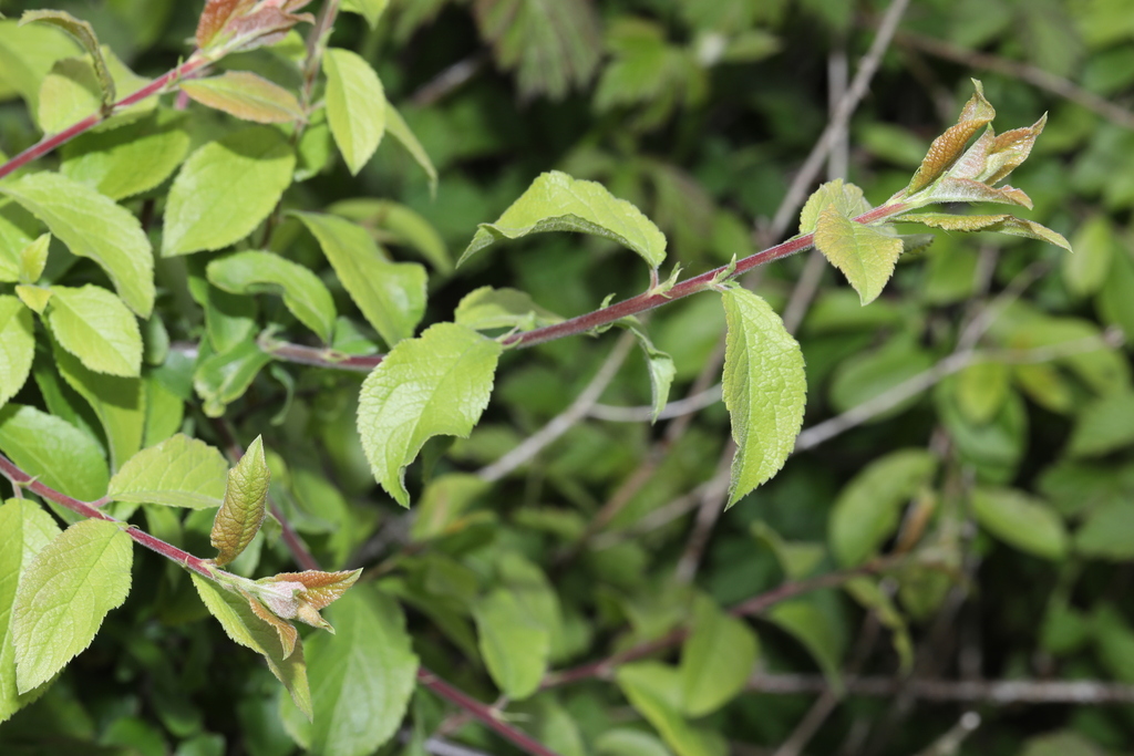Blackthorn from Speke and Garston Coastal Reserve, Garston Shore Road ...