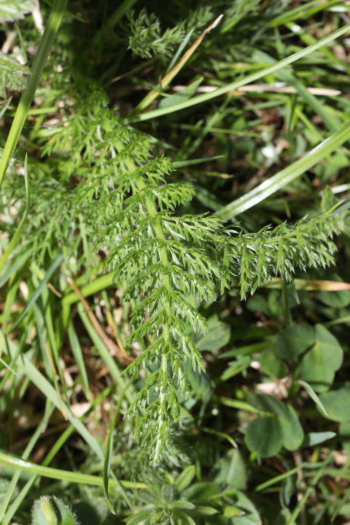 common yarrow from Speke and Garston Coastal Reserve, Garston Shore ...