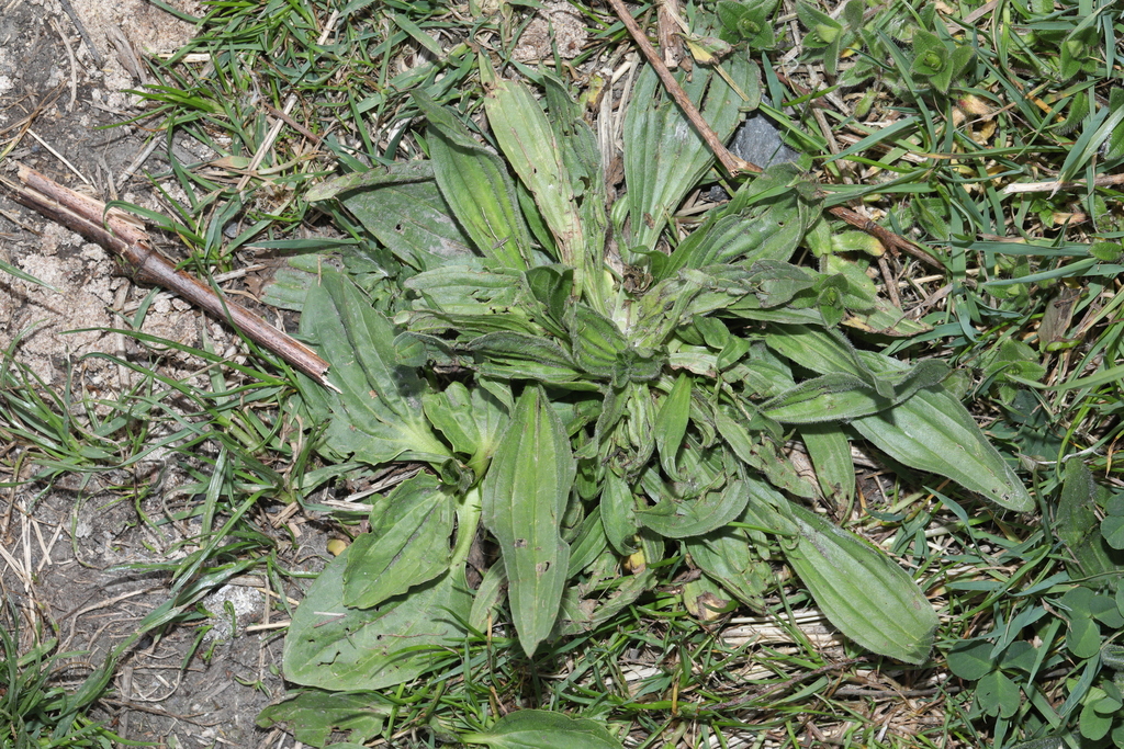 ribwort plantain from Speke and Garston Coastal Reserve, Garston Shore ...