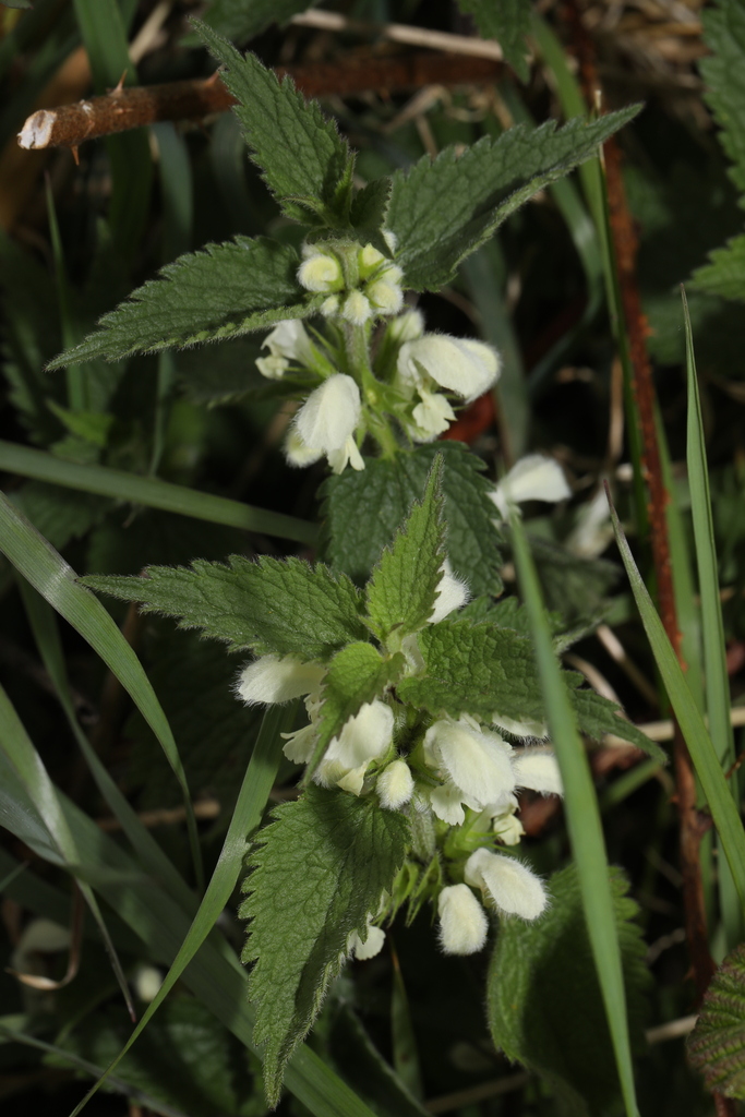 White deadnettle from Speke and Garston Coastal Reserve, Garston Shore ...