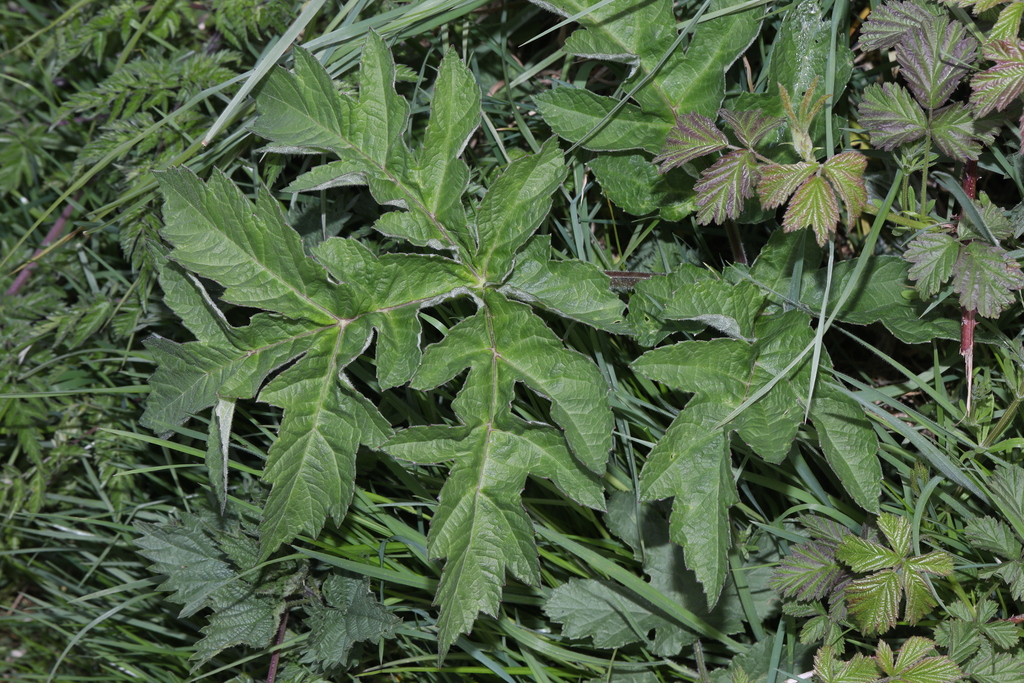 hogweed from Speke and Garston Coastal Reserve, Garston Shore Road ...