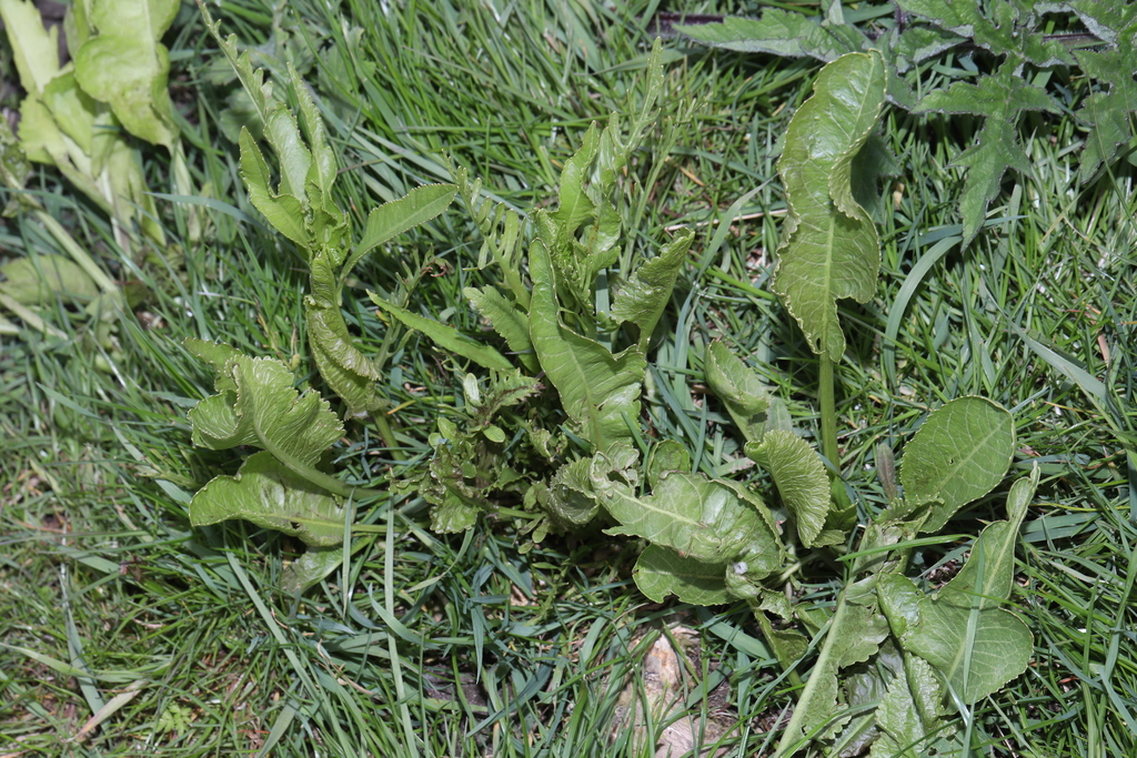 Horseradish from Speke and Garston Coastal Reserve, Garston Shore Road ...