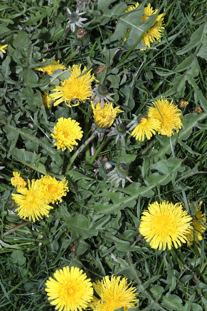 common dandelion from Speke and Garston Coastal Reserve, Garston Shore ...