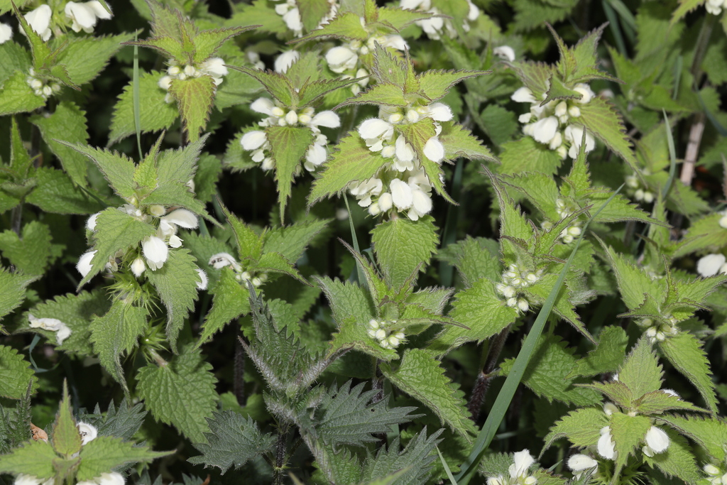 White deadnettle from Speke and Garston Coastal Reserve, Garston Shore ...