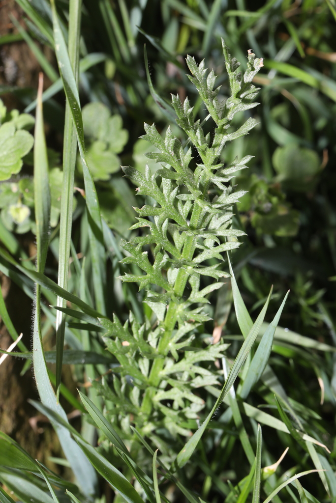 common yarrow from Speke and Garston Coastal Reserve, Garston Shore ...