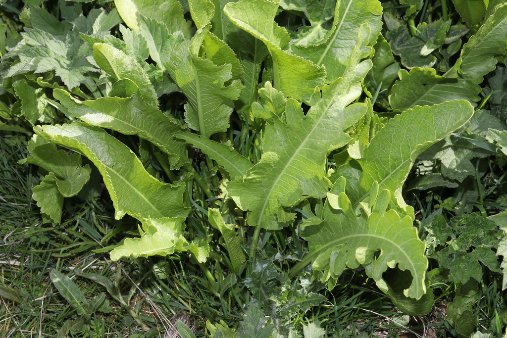 Horseradish from Speke and Garston Coastal Reserve, Garston Shore Road ...