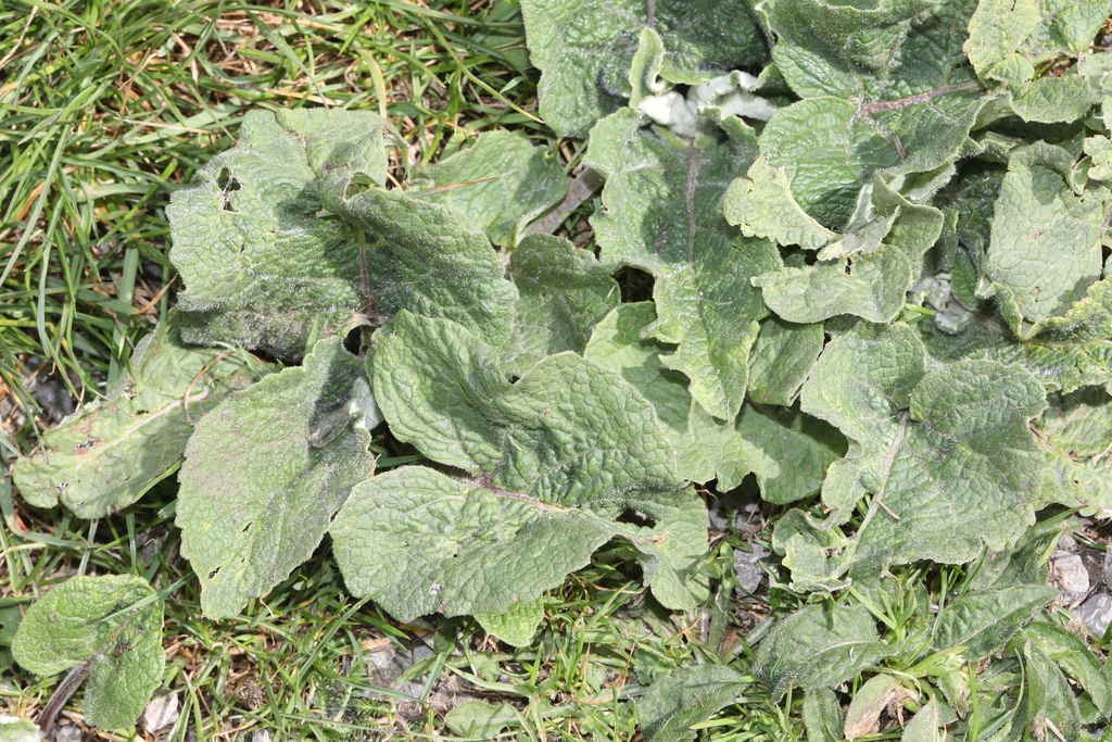 lesser burdock from Speke and Garston Coastal Reserve, Garston Shore ...