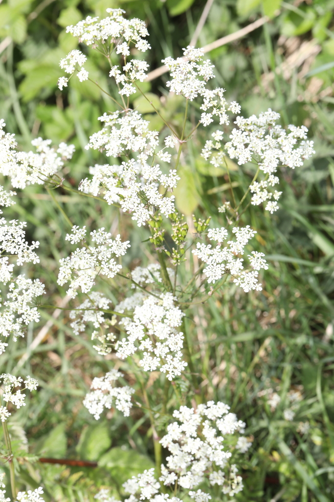 Cow Parsley from Speke and Garston Coastal Reserve, Garston Shore Road ...