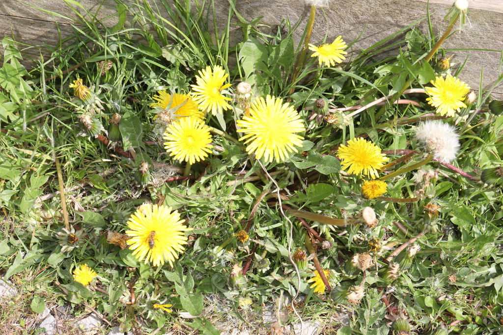 common dandelion from Speke and Garston Coastal Reserve, Garston Shore ...