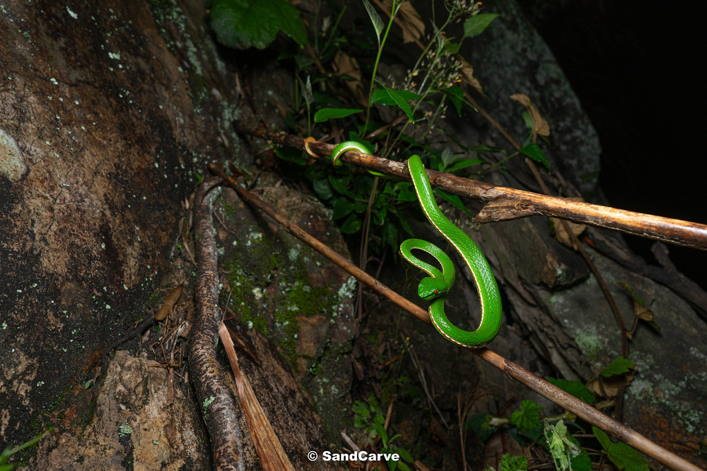 Chinese Green Tree Viper from 中国福建省宁德市 on April 22, 2025 at 12:50 AM by ...