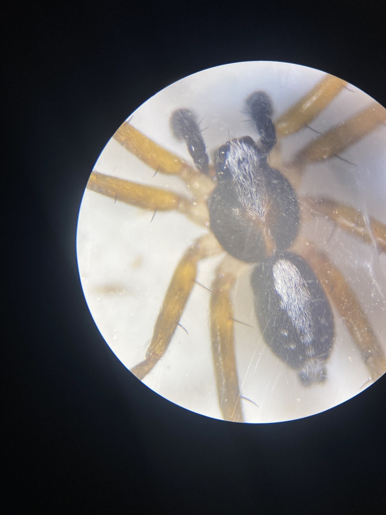 Wolf Spiders from Mera, Pastaza, EC on April 21, 2025 at 10:06 PM by ...