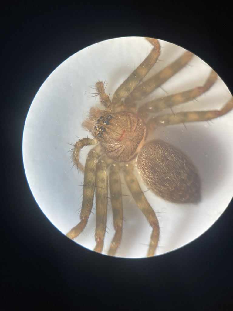 Huntsman Spiders from Mera, Pastaza, EC on April 21, 2025 at 10:15 PM ...