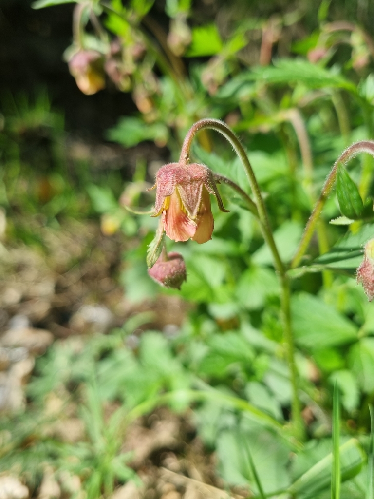 Water Avens from Three Sisters Rd, Ashton-in-Makerfield, Wigan WN4 8DD ...