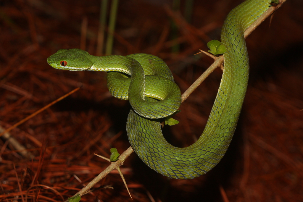Ruby-eyed Green Pitviper (Trimeresurus rubeus) - Snakes and Lizards