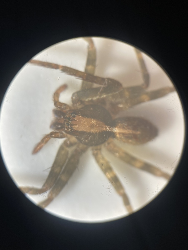 Wandering Spiders from Mera, Pastaza, EC on April 21, 2025 at 10:17 PM ...