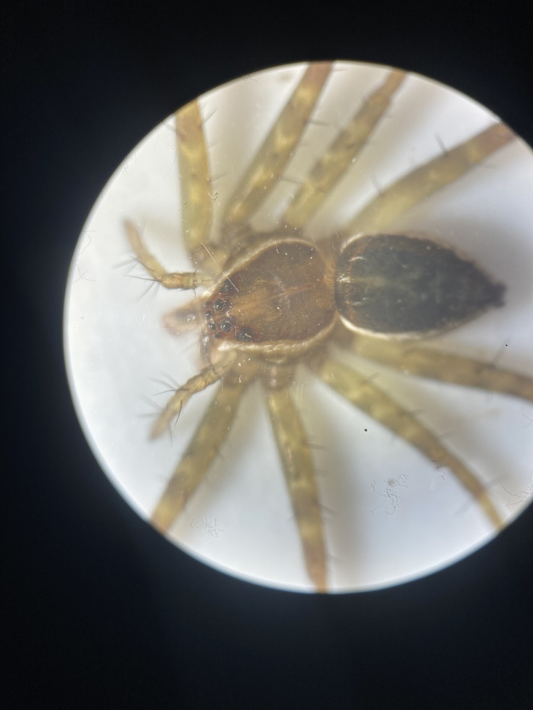 Wolf Spiders and Allies from Mera, Pastaza, EC on April 21, 2025 at 10: ...