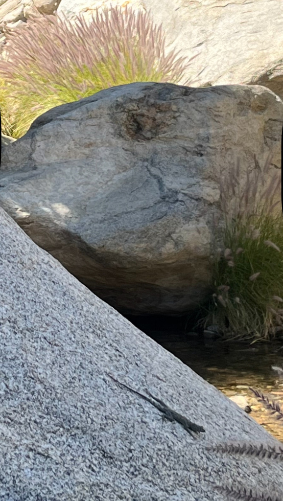 Banded Rock Lizard from Anza-Borrego Desert State Park, Borrego Springs ...