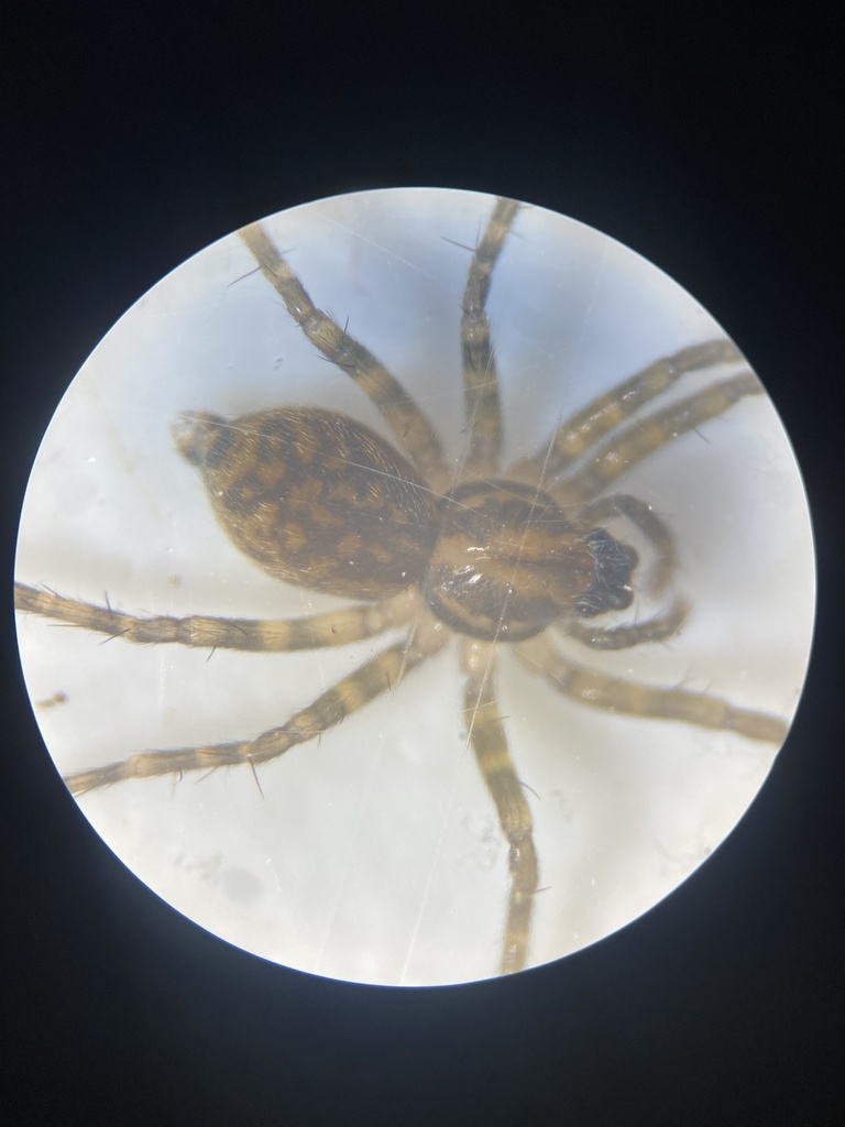 Wolf Spiders from Mera, Pastaza, EC on April 21, 2025 at 10:35 PM by ...