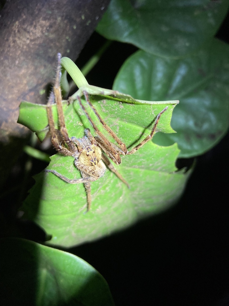 Wandering Spiders from Mera, Pastaza, EC on April 21, 2025 at 10:39 PM ...