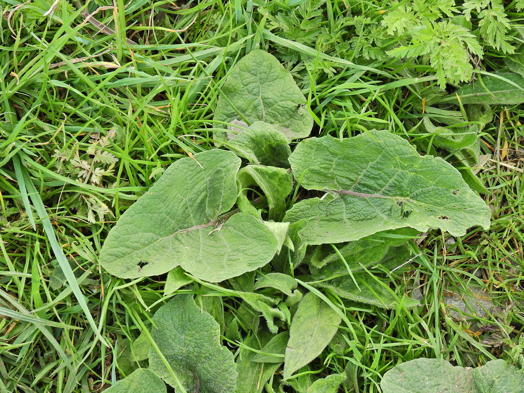 lesser burdock from Speke & Garston Coastal Reserve, Garston Shore Road ...