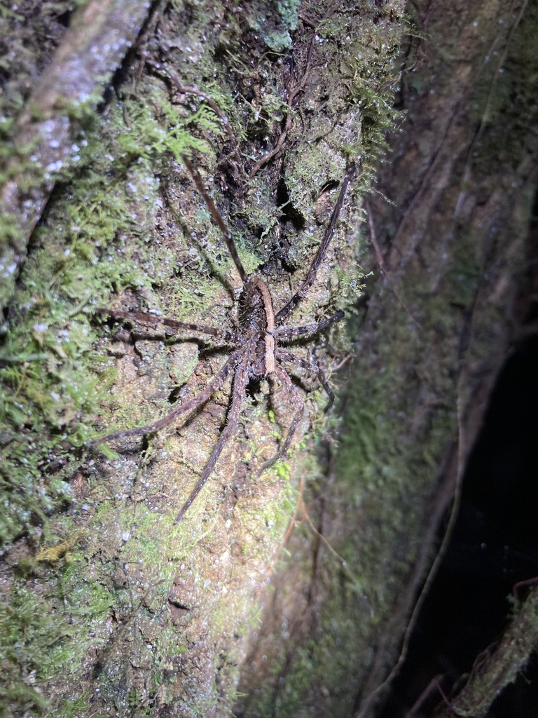Wandering Spiders from Mera, Pastaza, EC on April 21, 2025 at 09:40 PM ...
