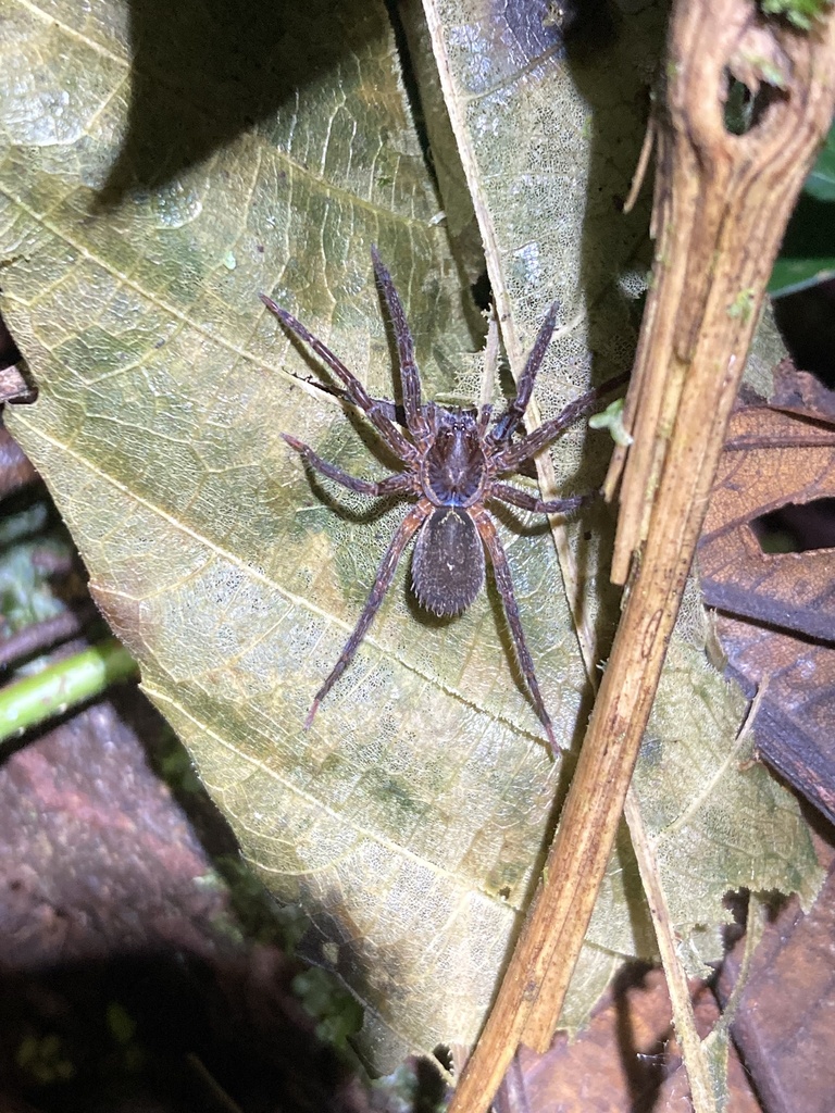 Wandering Spiders from Mera, Pastaza, EC on April 21, 2025 at 10:08 PM ...