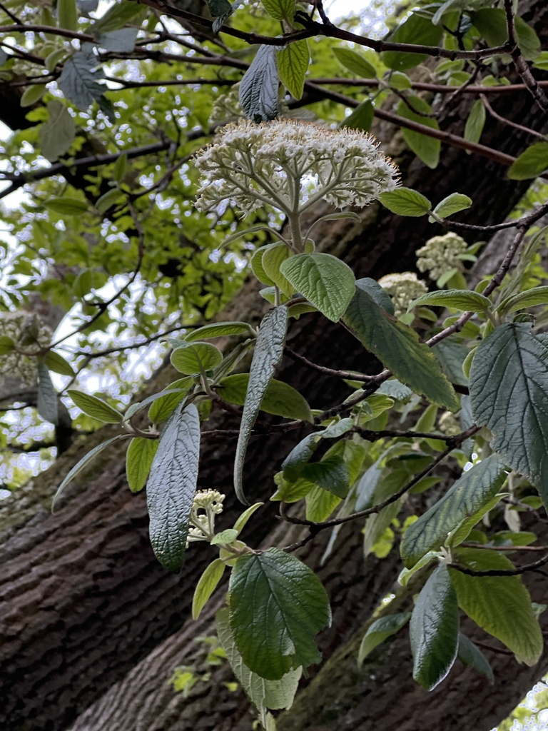 Leatherleaf viburnum from Waterloo Gardens, Cardiff, Wales, GB on April ...