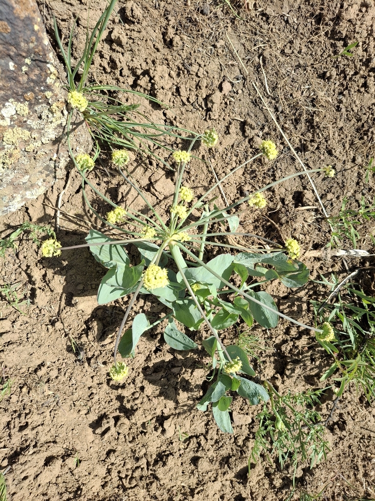 Barestem Biscuitroot from Baker County, US-OR, US on April 22, 2025 at ...