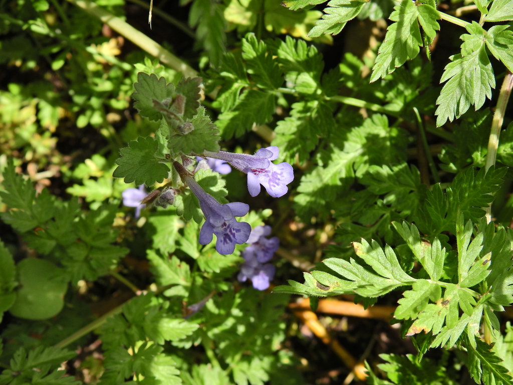 ground-ivy from Speke & Garston Coastal Reserve, Garston Shore Road ...