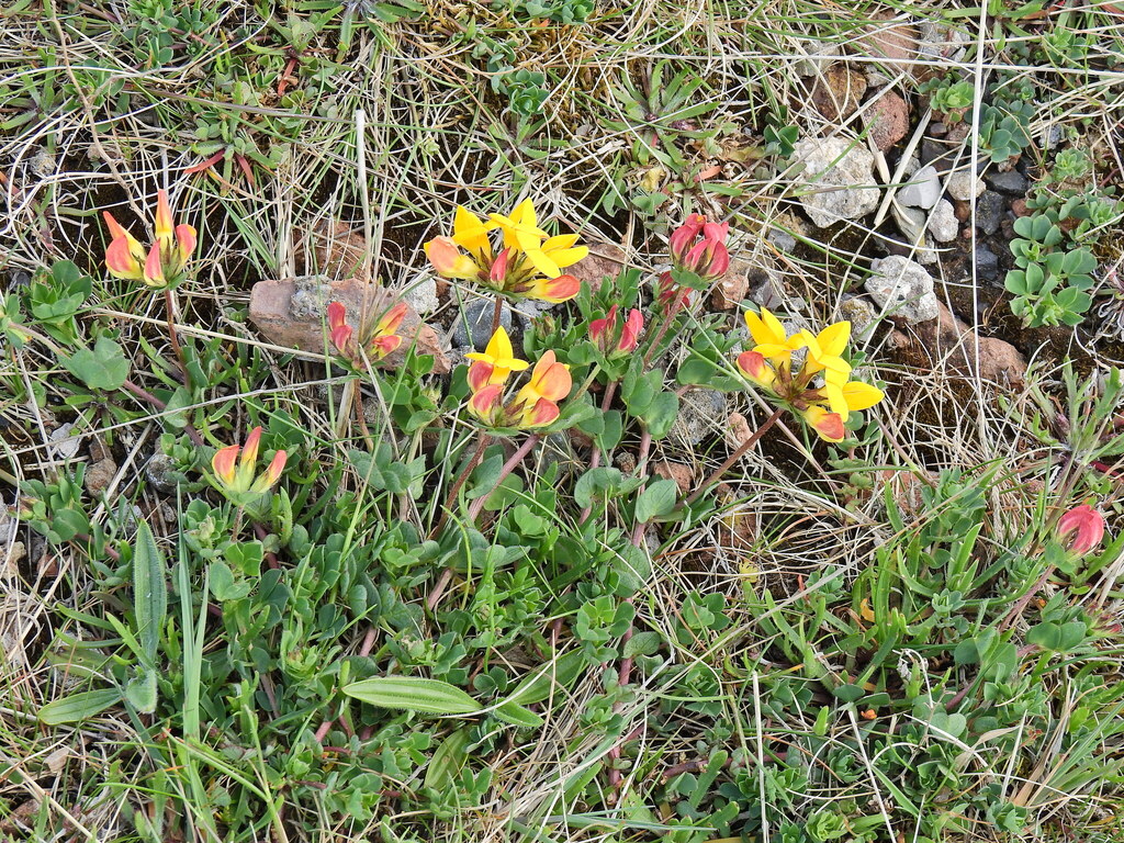 bird's-foot trefoil from Speke & Garston Coastal Reserve, Garston Shore ...