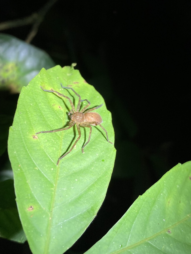 Huntsman Spiders from Mera, Pastaza, EC on April 21, 2025 at 10:32 PM ...