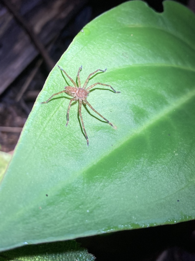 Huntsman Spiders from Mera, Pastaza, EC on April 21, 2025 at 10:30 PM ...
