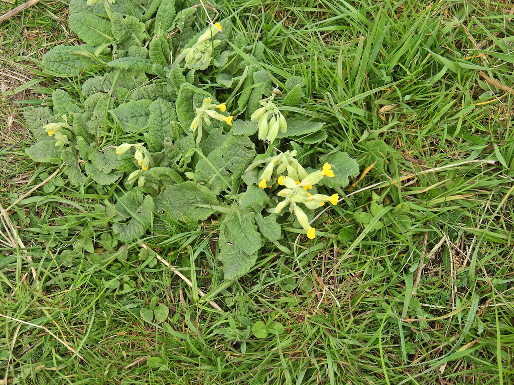 Cowslip from Speke & Garston Coastal Reserve, Garston Shore Road ...