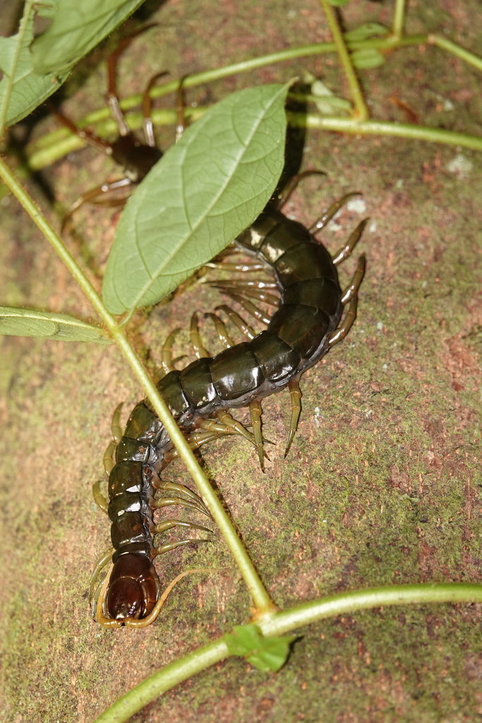 Pacific Giant Centipede from Lahad Datu, Sabah, Malaysia on February 21 ...