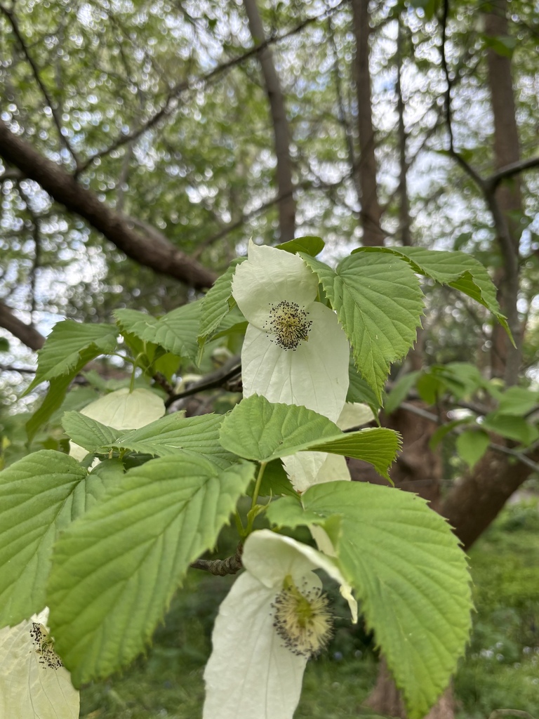 Dove tree from Kew Gardens, Richmond, England, GB on April 22, 2025 at ...