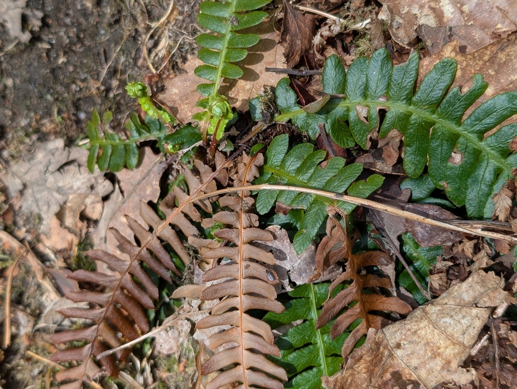 deer fern from Padley Gorge on 22 April, 2025 at 11:22 AM by Mella ...