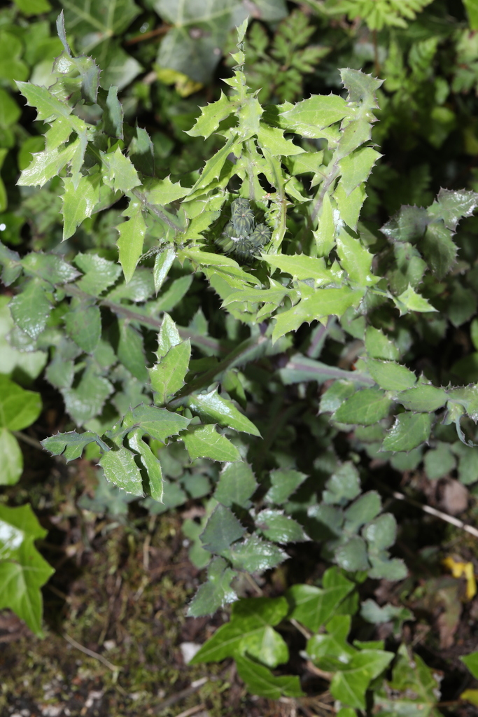Common Sow-thistle from Speke and Garston Coastal Reserve, Garston ...