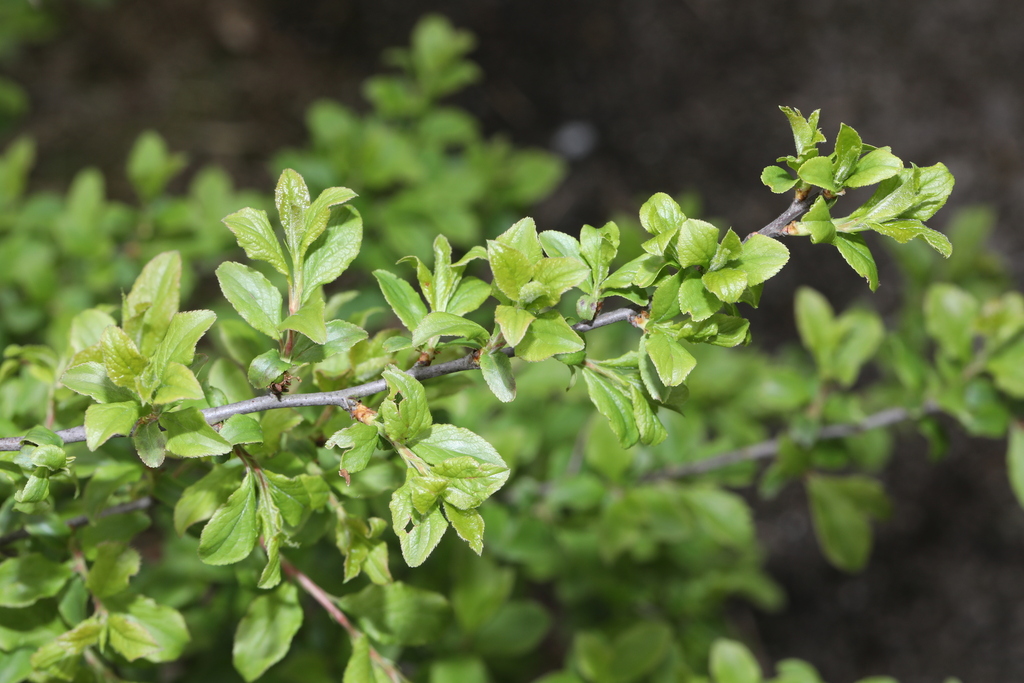 Blackthorn from Speke and Garston Coastal Reserve, Garston Shore Road ...
