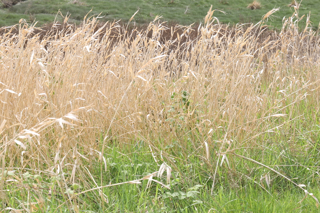 reed canary grass from Speke and Garston Coastal Reserve, Garston Shore ...