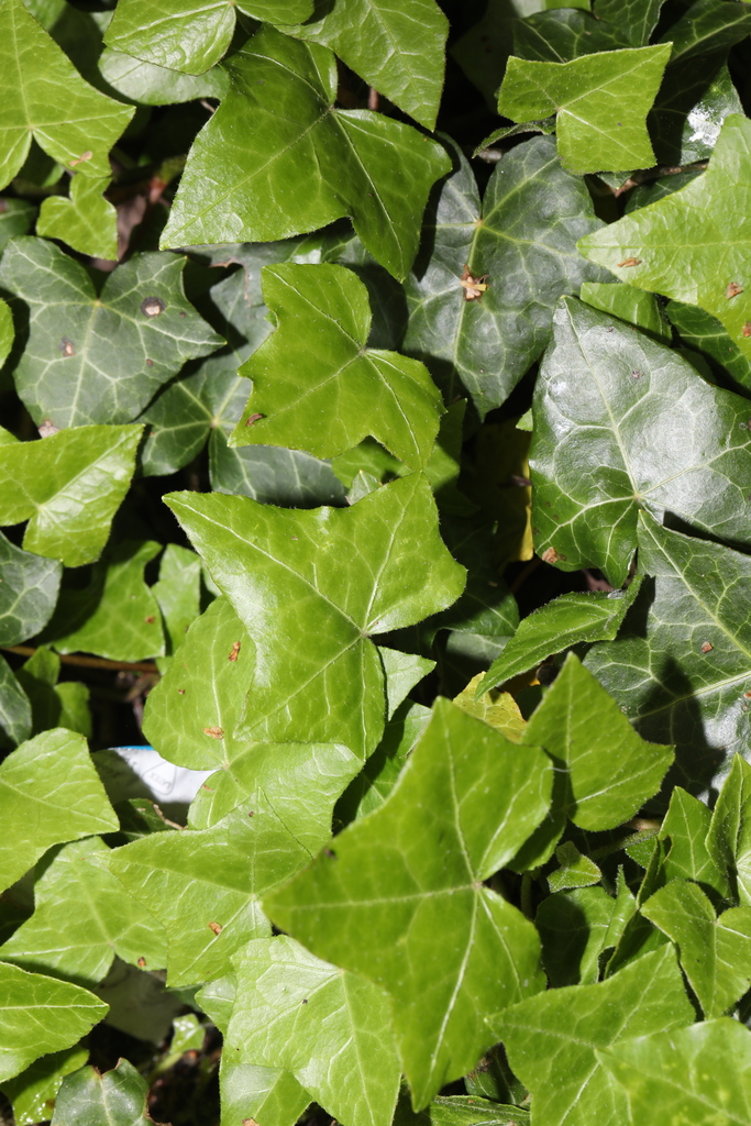 common ivy from Speke and Garston Coastal Reserve, Garston Shore Road ...