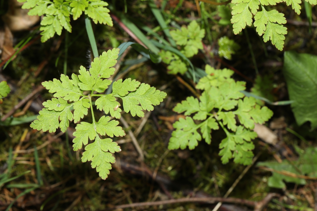 Herb Robert from Speke and Garston Coastal Reserve, Garston Shore Road ...