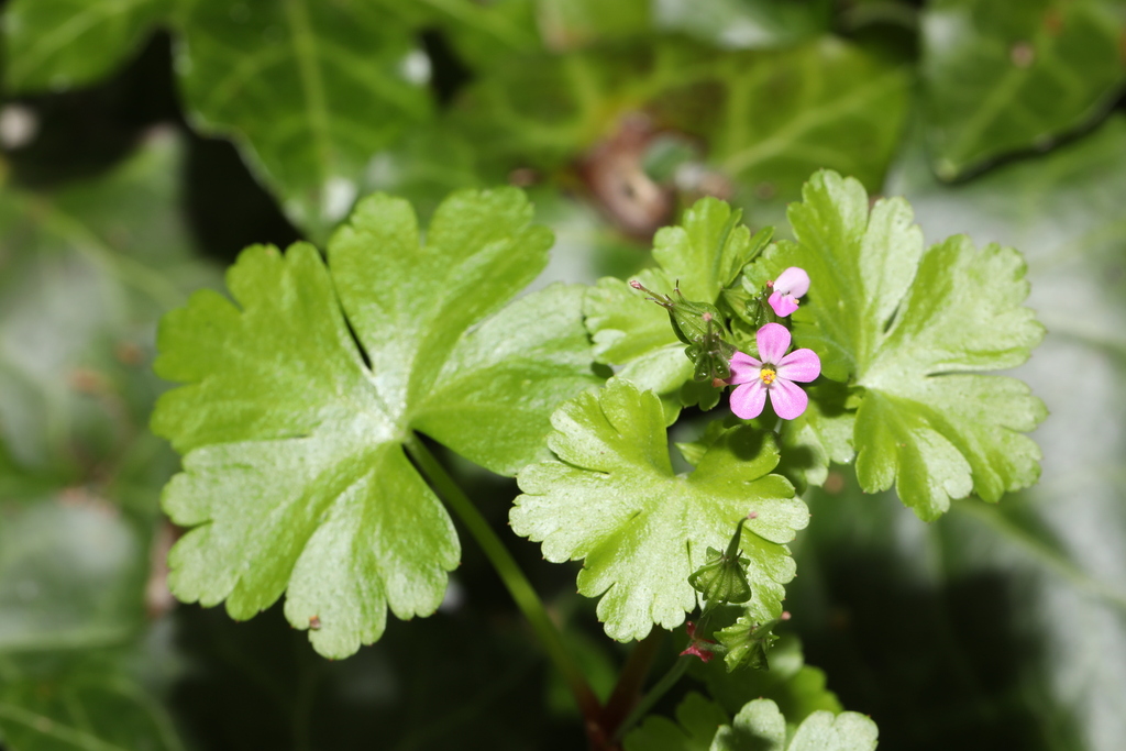 Shining Crane's-bill from Speke and Garston Coastal Reserve, Garston ...