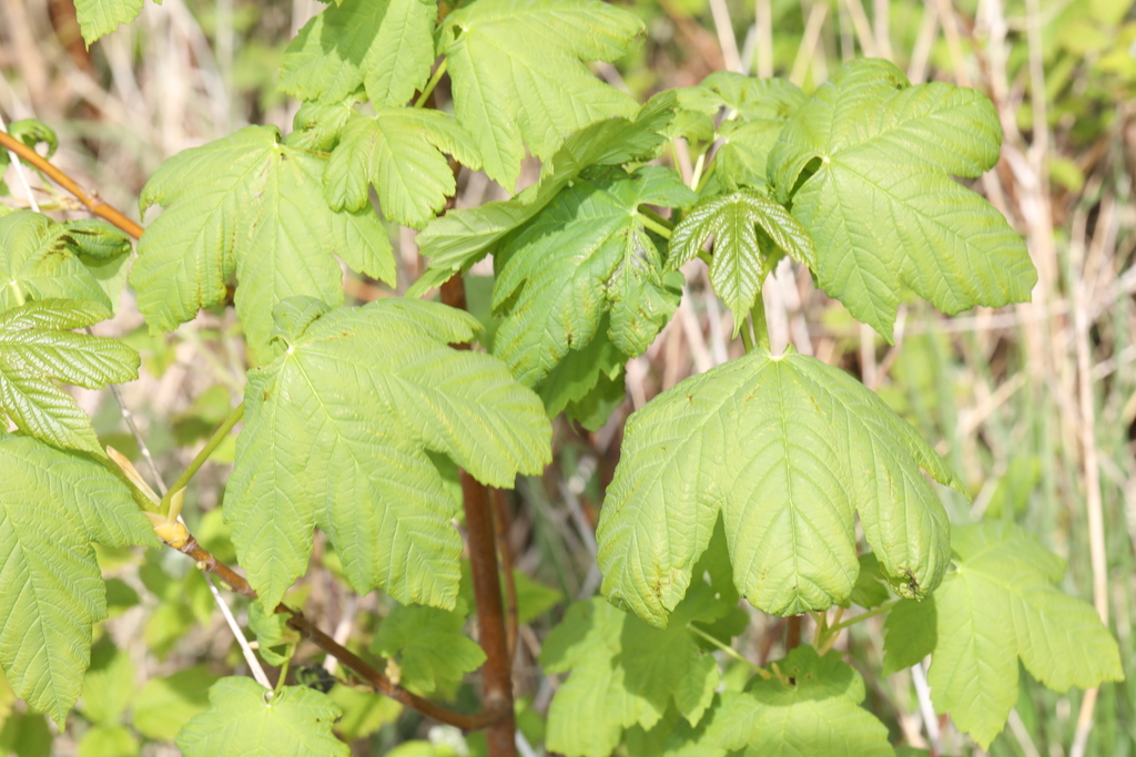 sycamore maple from Speke and Garston Coastal Reserve, Garston Shore ...