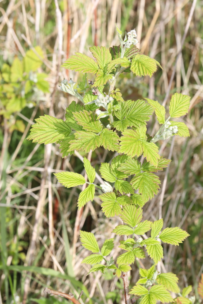 red raspberry from Speke and Garston Coastal Reserve, Garston Shore ...