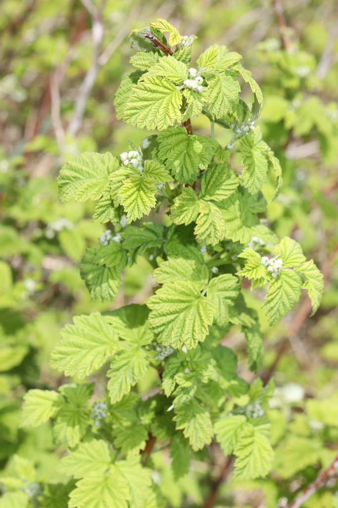 red raspberry from Speke and Garston Coastal Reserve, Garston Shore ...