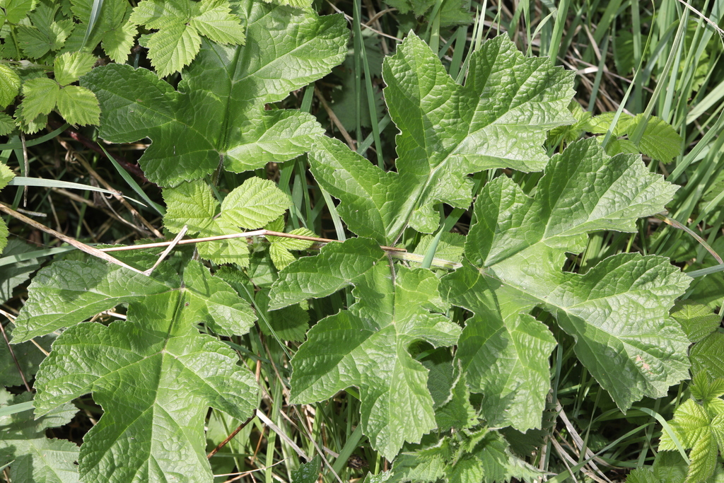 hogweed from Speke and Garston Coastal Reserve, Garston Shore Road ...