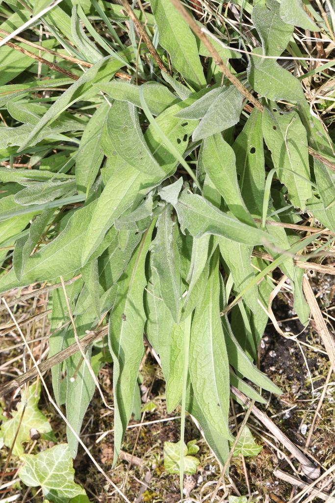 black knapweed from Speke and Garston Coastal Reserve, Garston Shore ...
