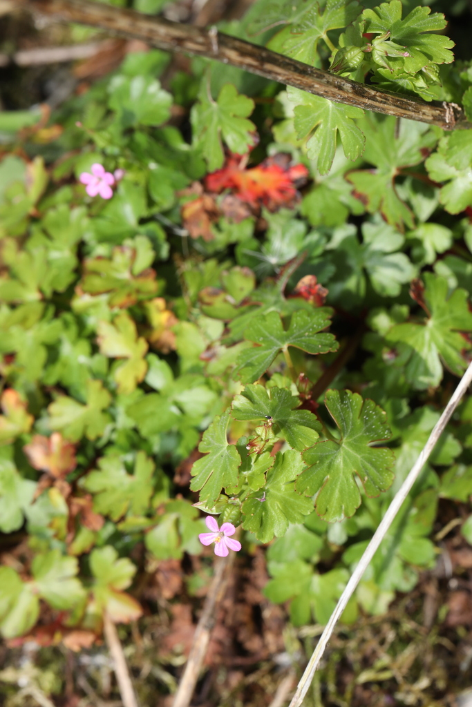 Shining Crane's-bill from Speke and Garston Coastal Reserve, Garston ...