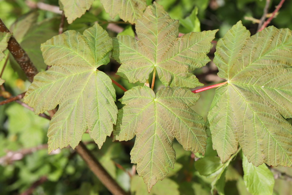 sycamore maple from Speke and Garston Coastal Reserve, Garston Shore ...