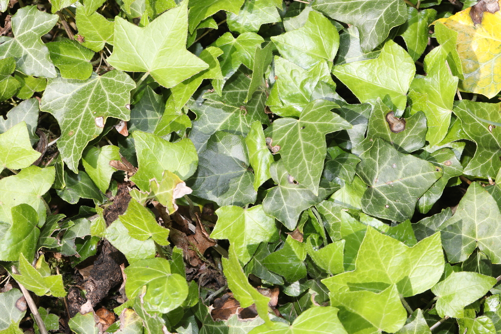 common ivy from Speke and Garston Coastal Reserve, Garston Shore Road ...